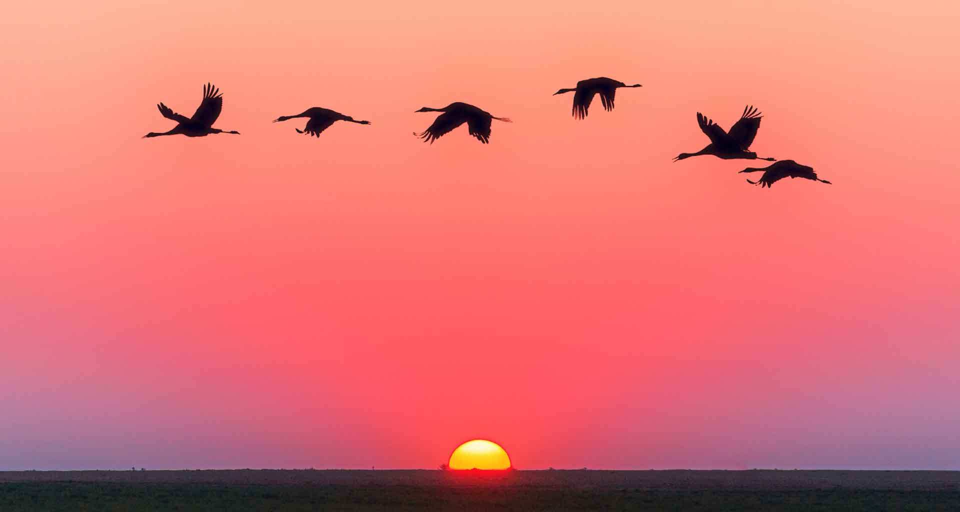Shabbat Shalom: What about the birds? - JEWISHcolorado